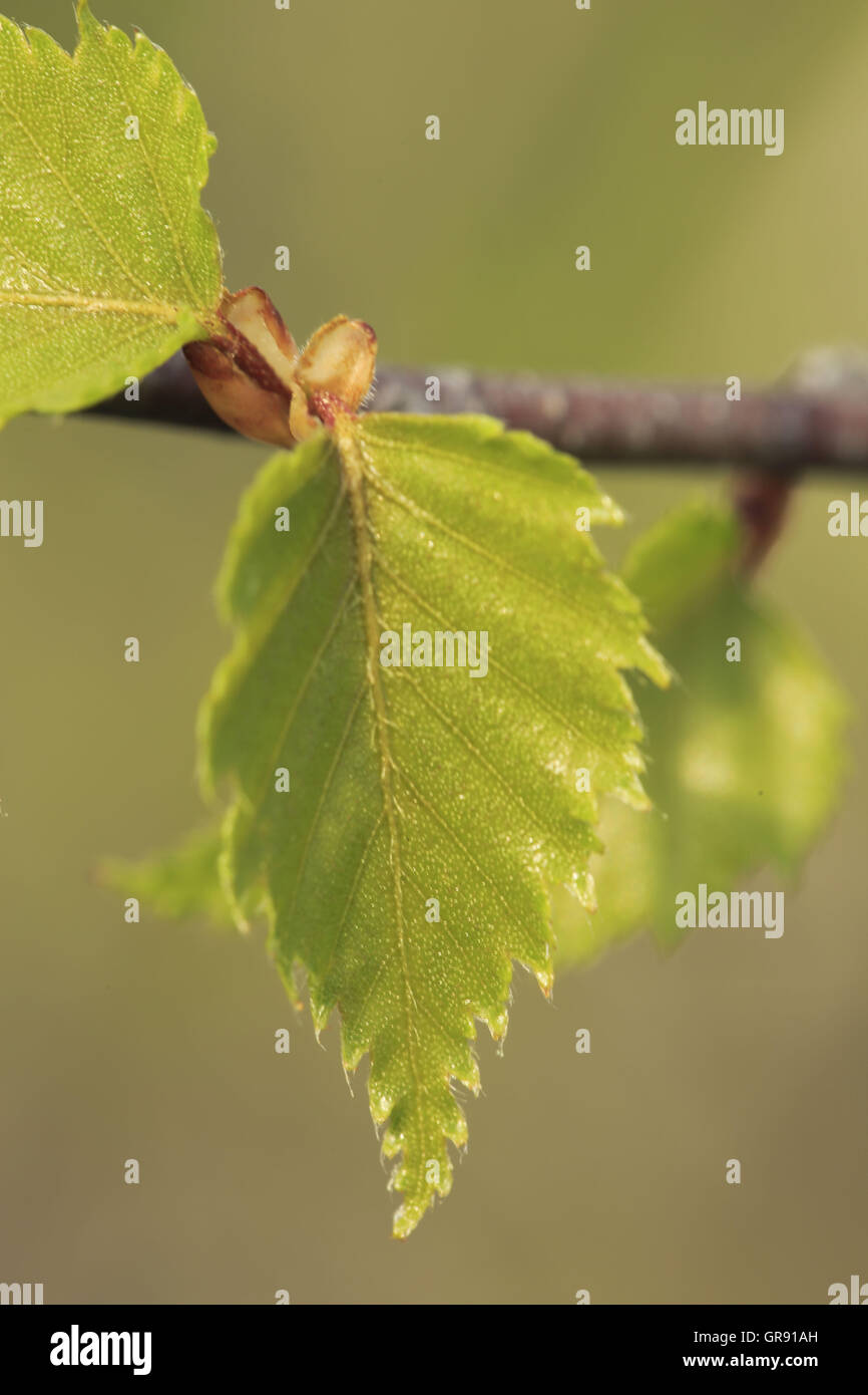 Beech leaf in hi-res stock photography and images - Alamy