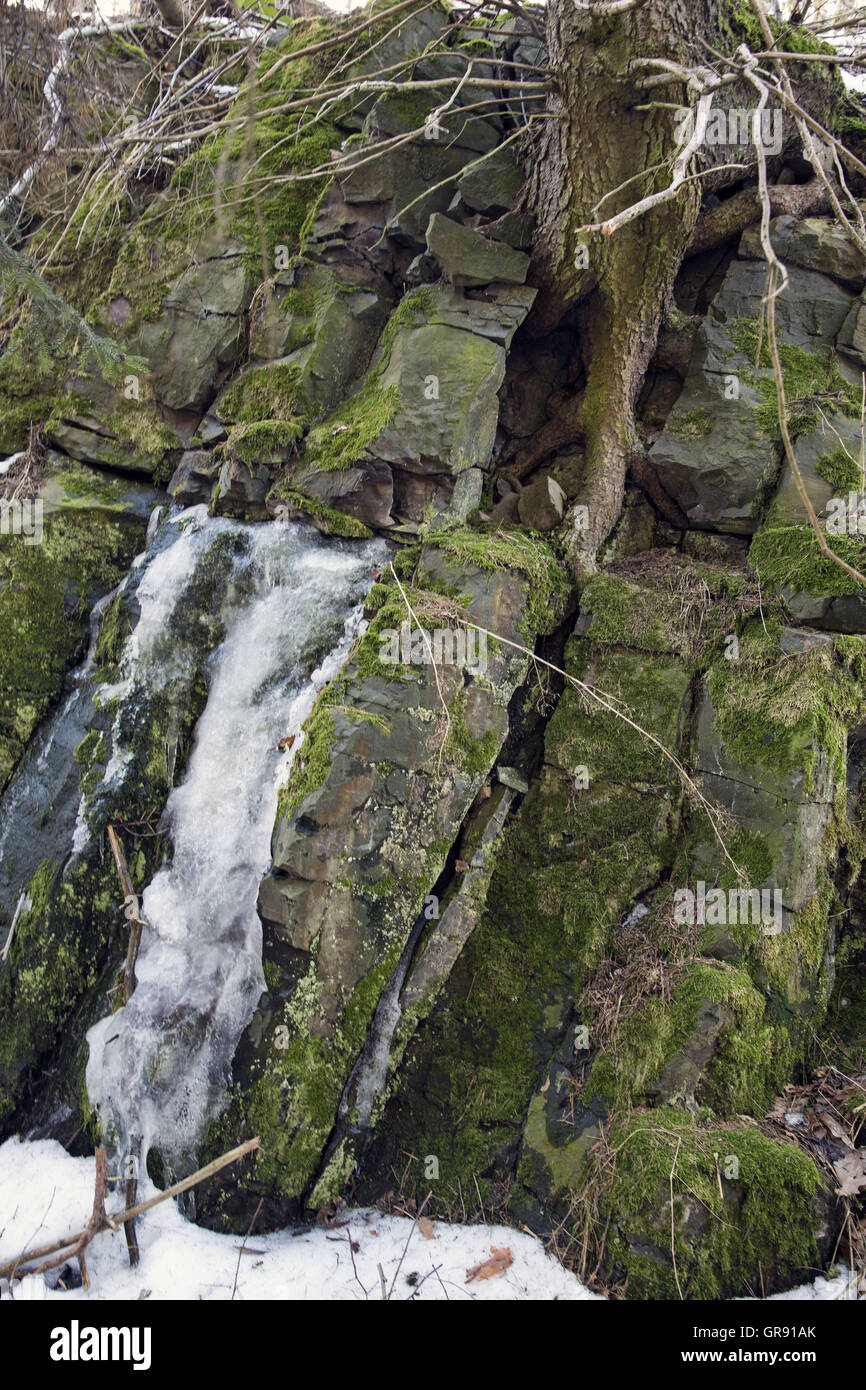 Close up roots spruce tree hi-res stock photography and images - Alamy