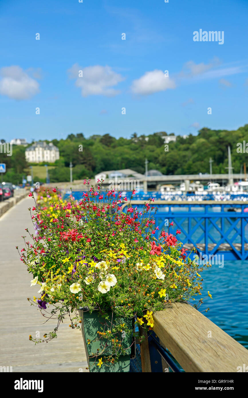 Dock flower hi-res stock photography and images - Alamy