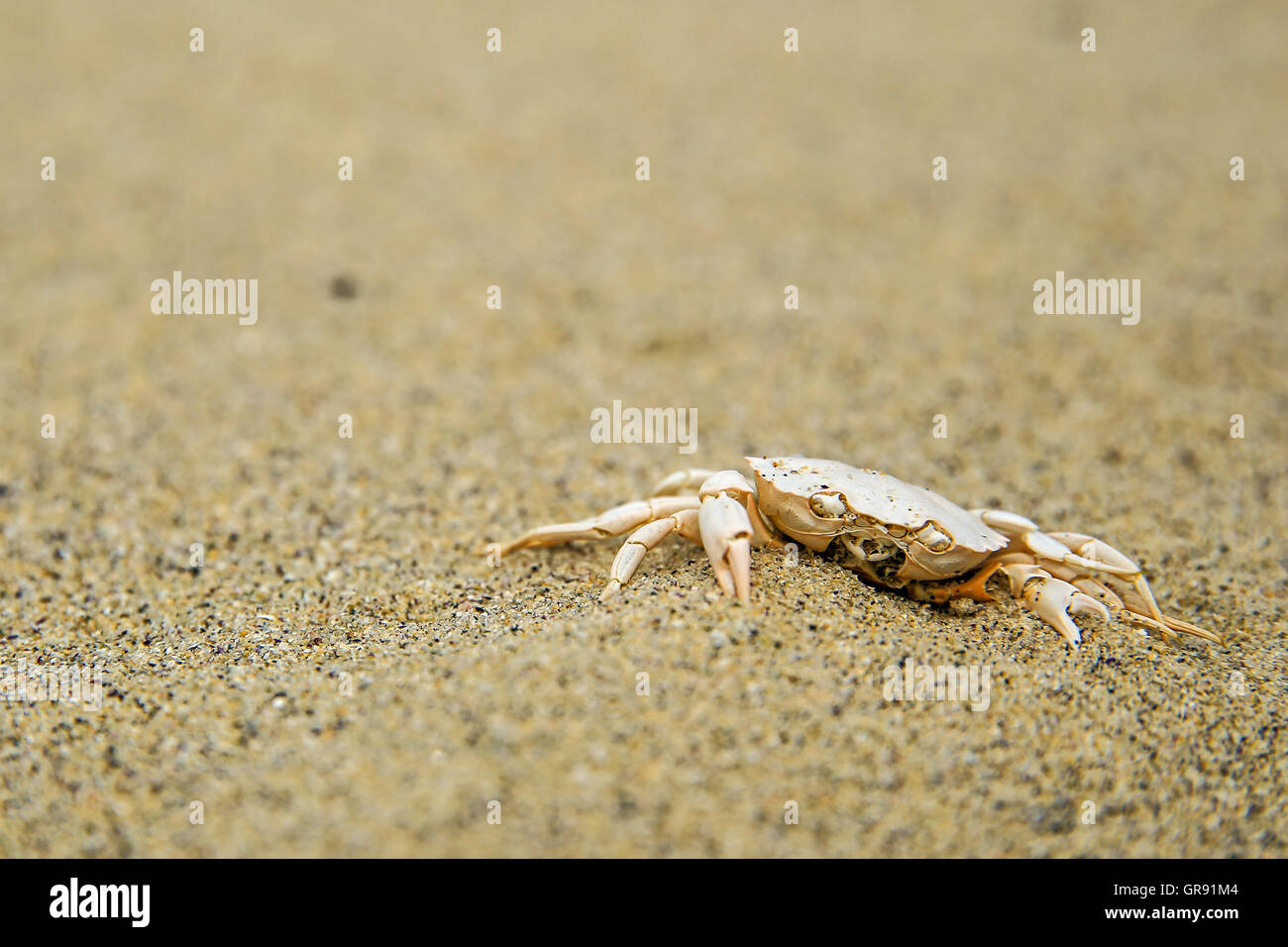 Dead Crab On The Sandy Beach, Brittany, France Stock Photo - Alamy