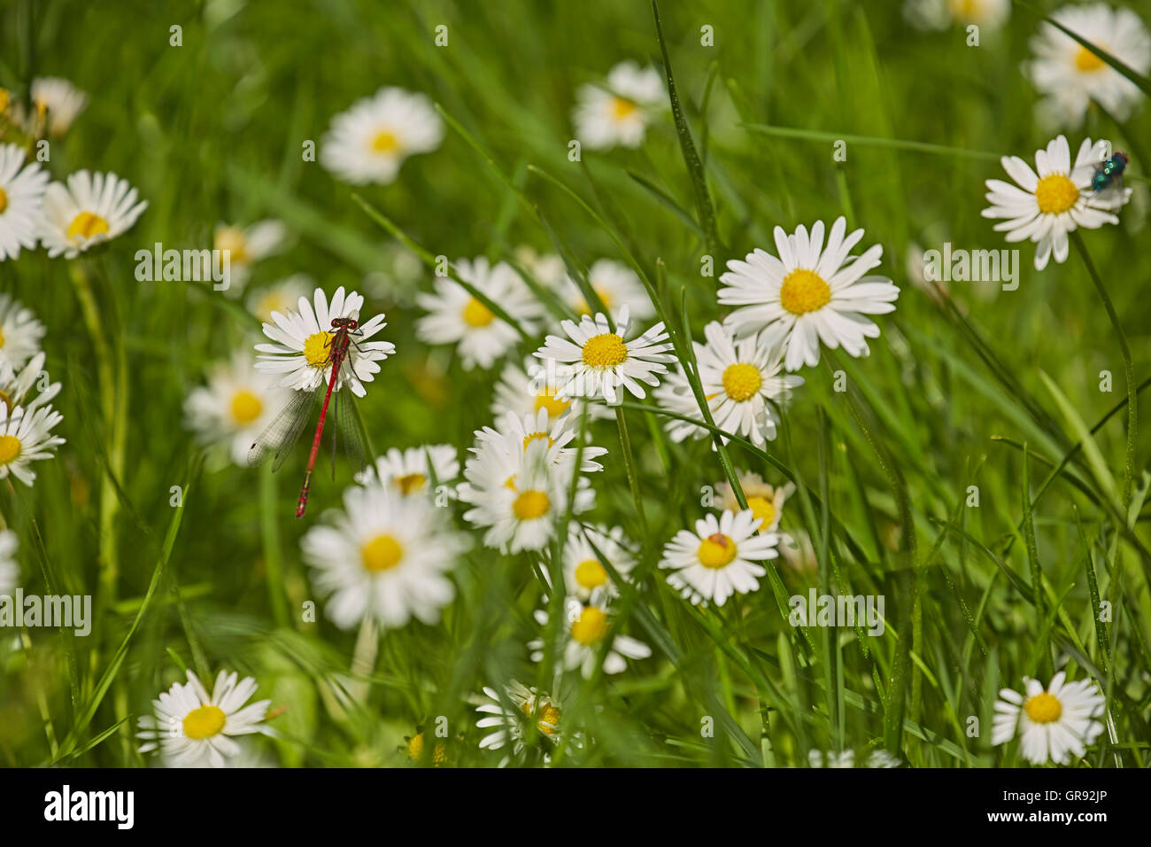 Dragonfly on leaves hi-res stock photography and images - Alamy