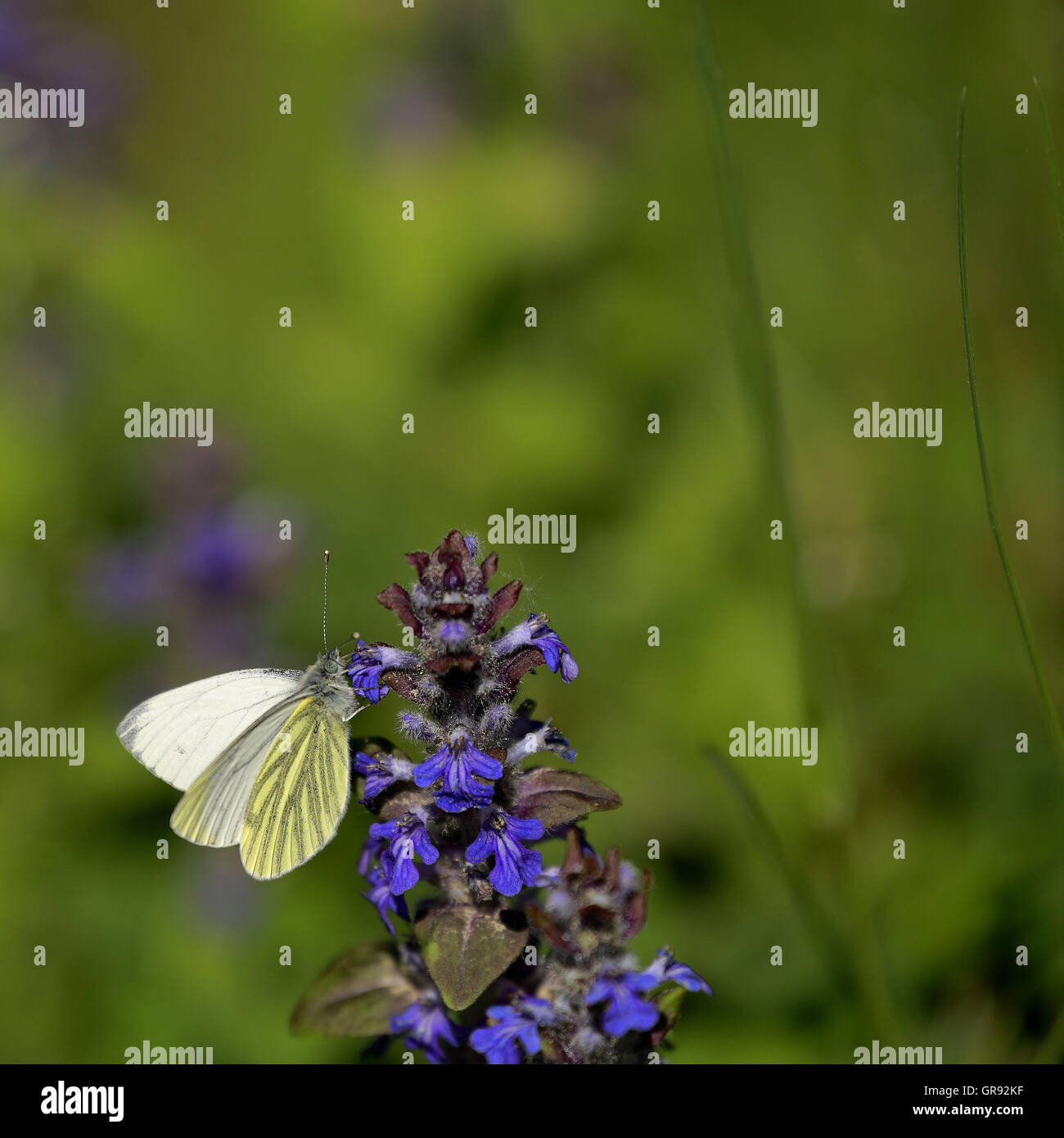 Blue black white butterfly forest hi-res stock photography and images ...