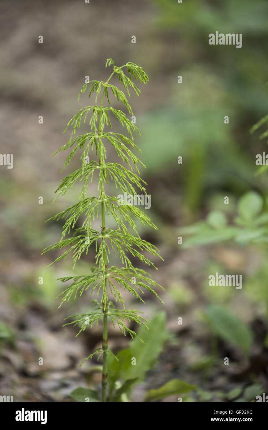 Horsetail tree hi-res stock photography and images - Alamy