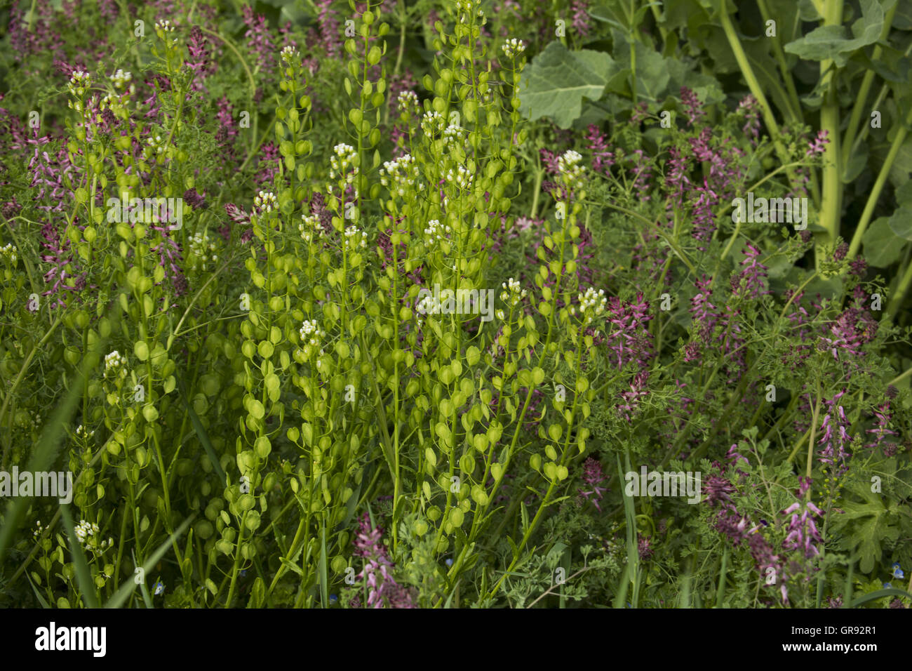 Arable Weeds On Feldrain Stock Photo - Alamy