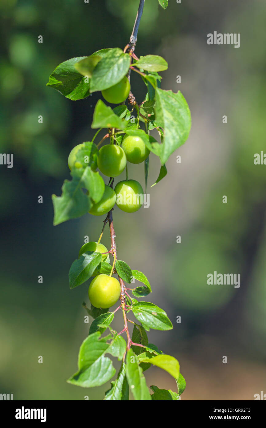 Hanging branch hi-res stock photography and images - Alamy
