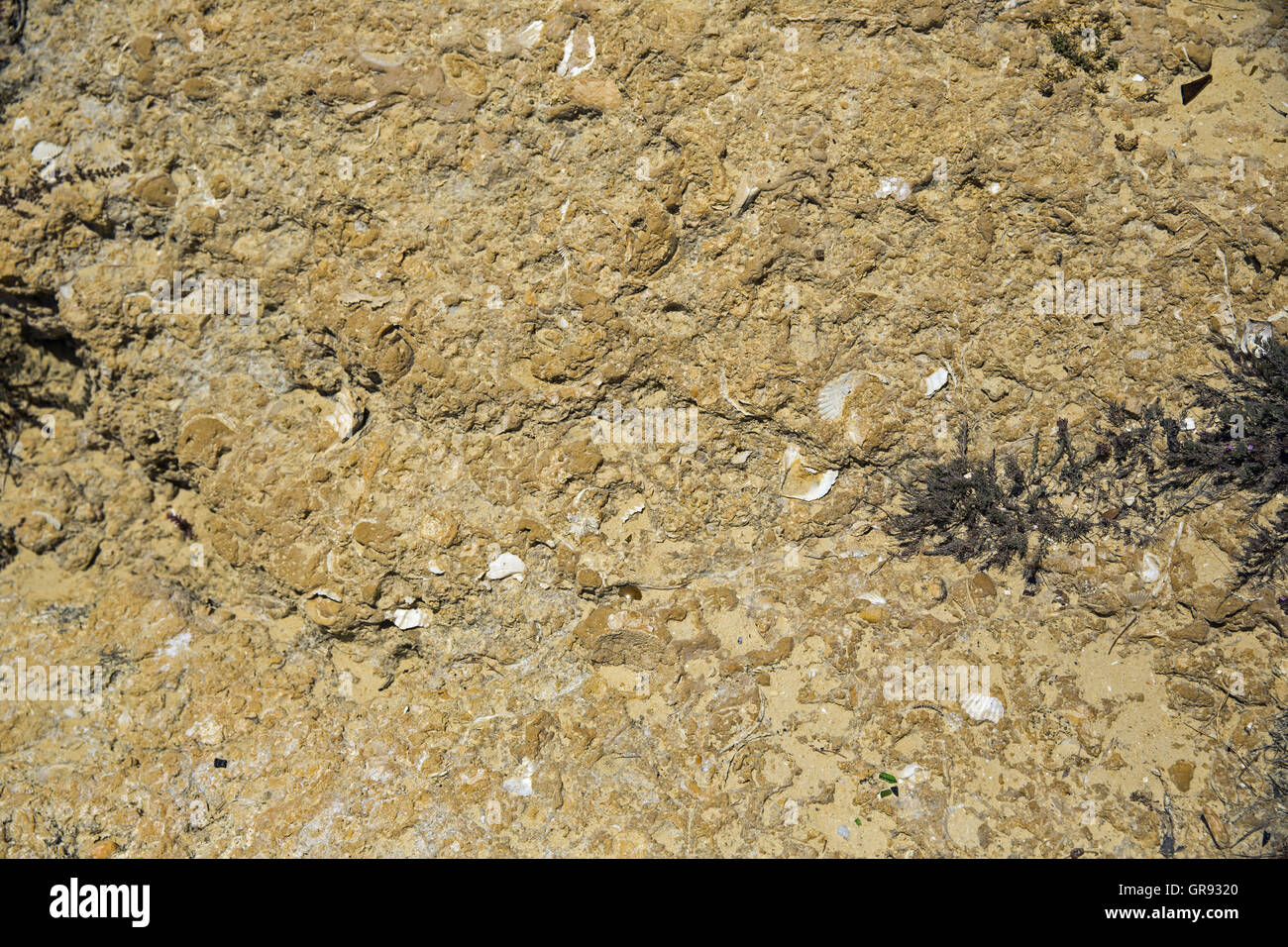 Close To The Structure Of Yellow Limestone Cliff In The Algarve ...