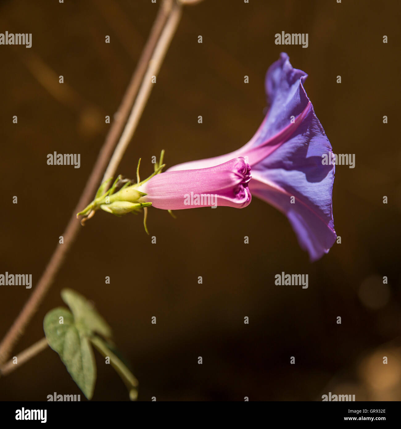 Ipomoea nil blue hi-res stock photography and images - Alamy