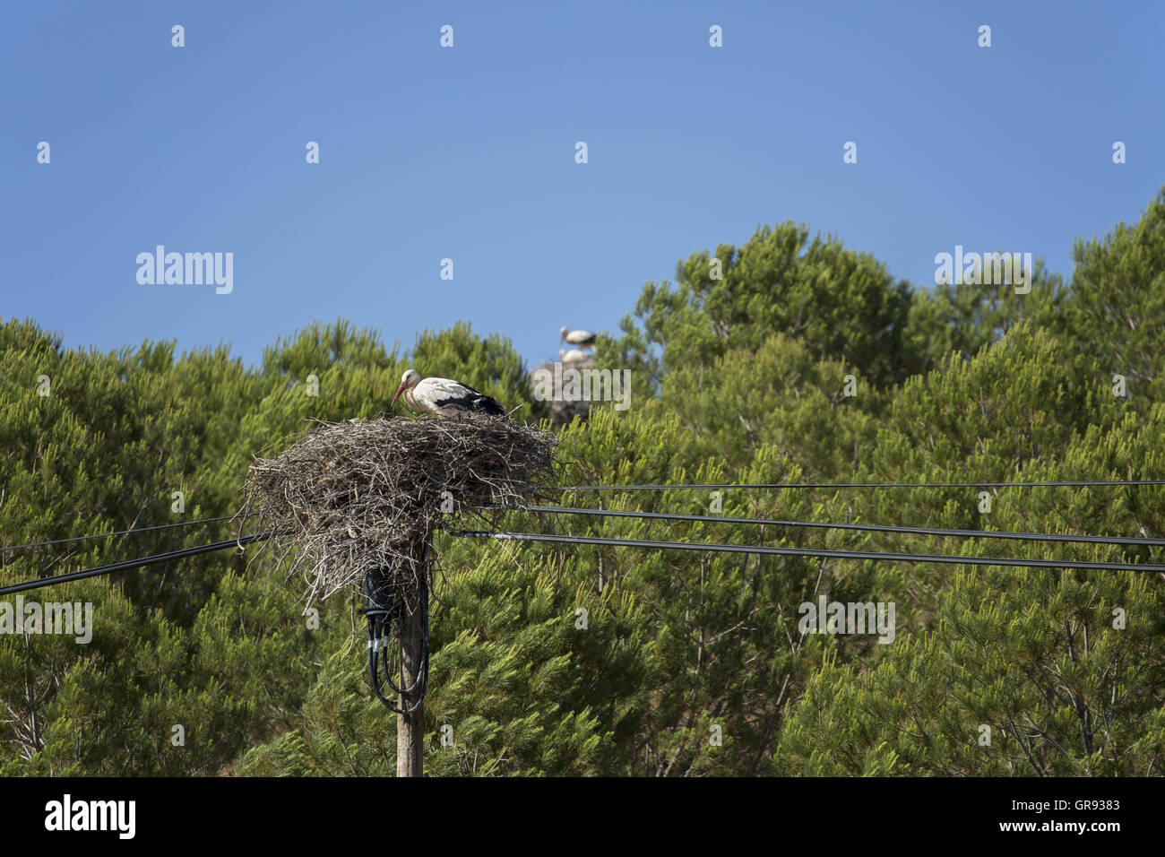 White Storks In The Nest On A Utility Pole, Algarve, Portugal Stock ...
