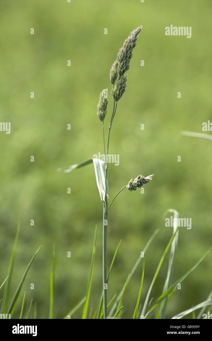 Cocksfoot Grass Stock Photos & Cocksfoot Grass Stock Images - Alamy