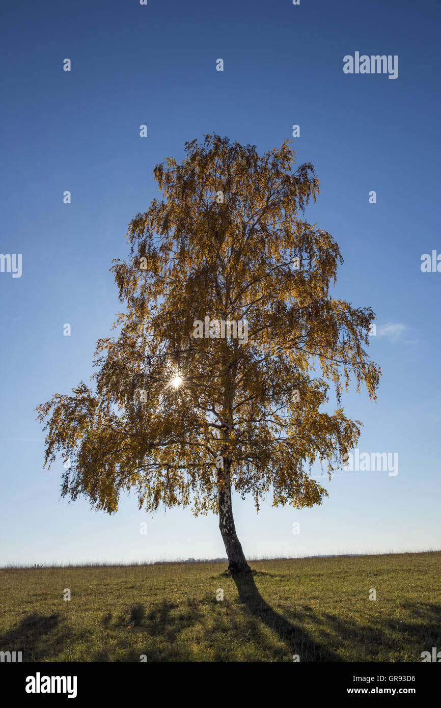 Individual leaves hi-res stock photography and images - Alamy