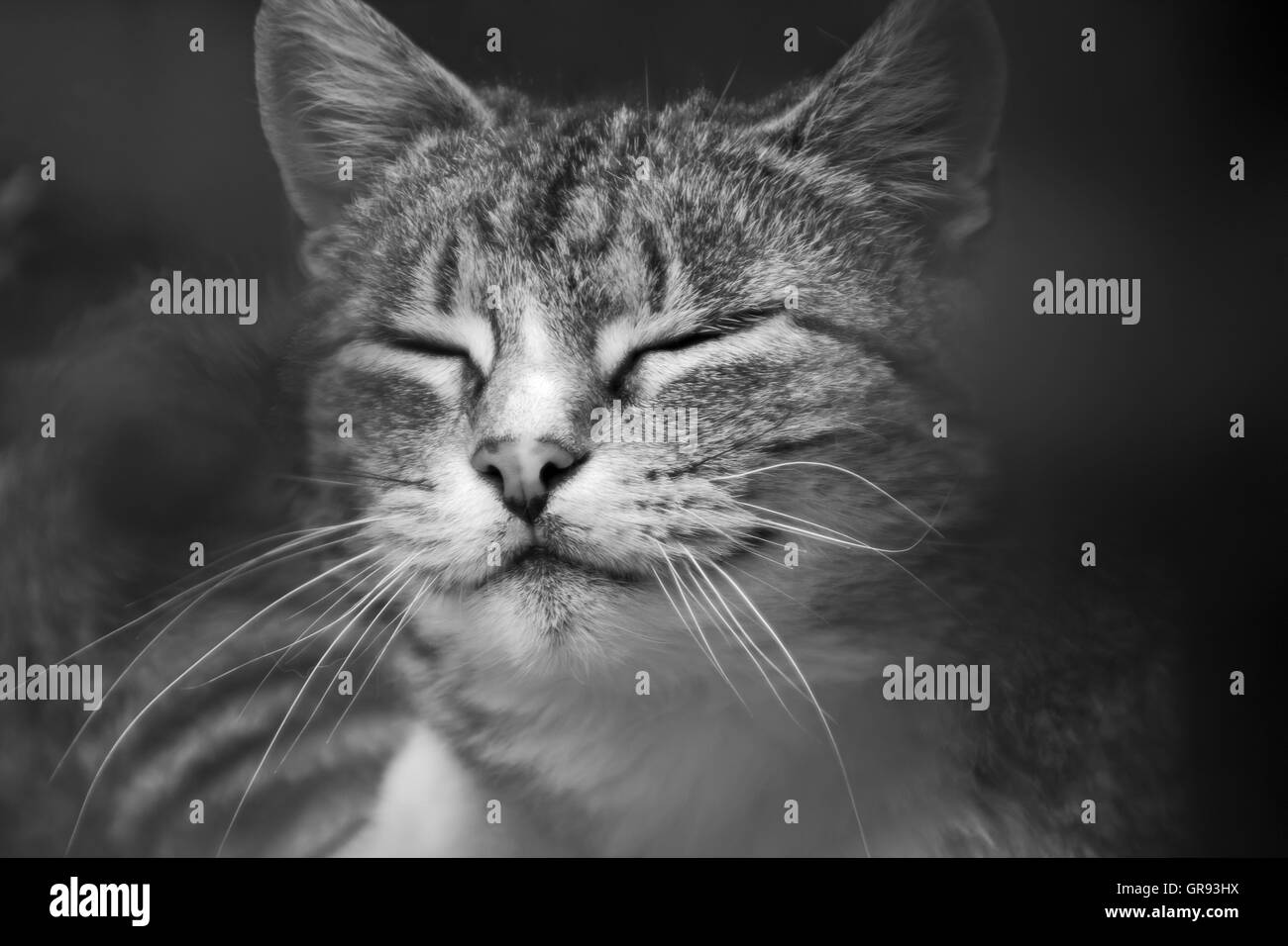Colorless cat hi-res stock photography and images - Alamy