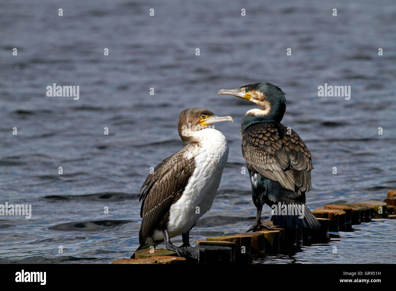 Two White breasted Cormorants ( Phalacrocorax lucidus) at Intaka Island ...