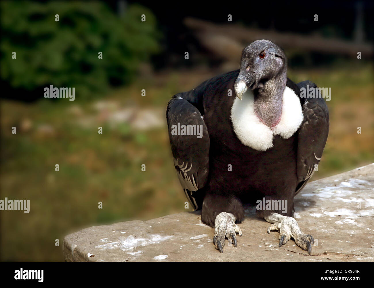 Vulture gryphus hi-res stock photography and images - Alamy