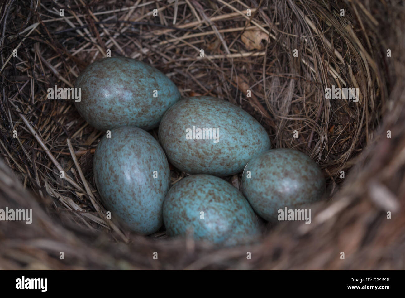 Bird Eggs In Nest Stock Photo - Alamy