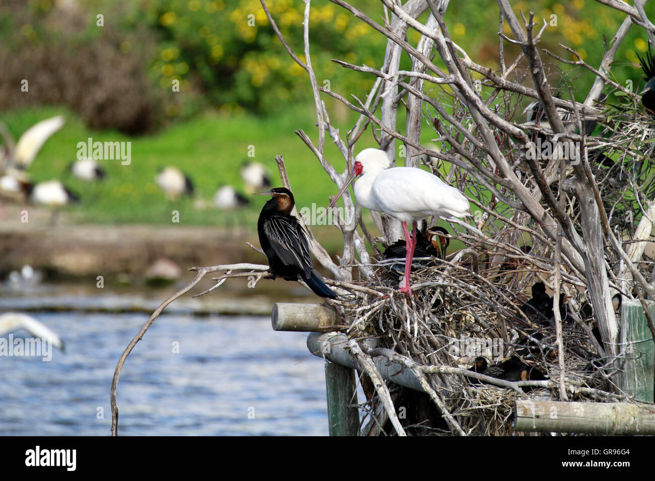 Breeding ground for herons intaka island bird sanctuary hi-res stock ...