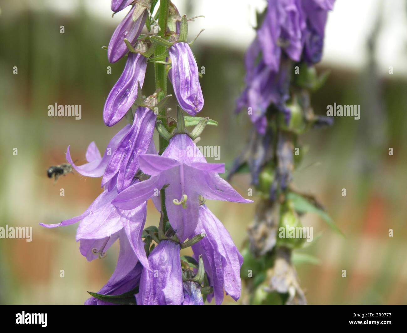 Insects next hi-res stock photography and images - Alamy