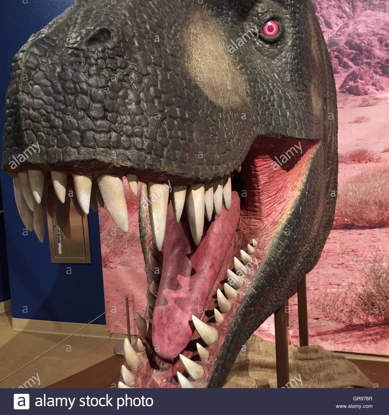 Dinosaur Head Stock Photos & Dinosaur Head Stock Images - Alamy