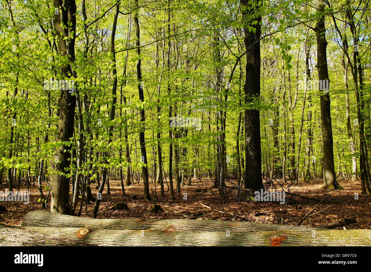 Many trunks tree hi-res stock photography and images - Alamy