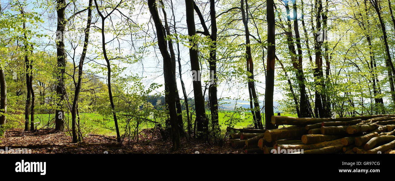 Trees in edge of field hi-res stock photography and images - Alamy