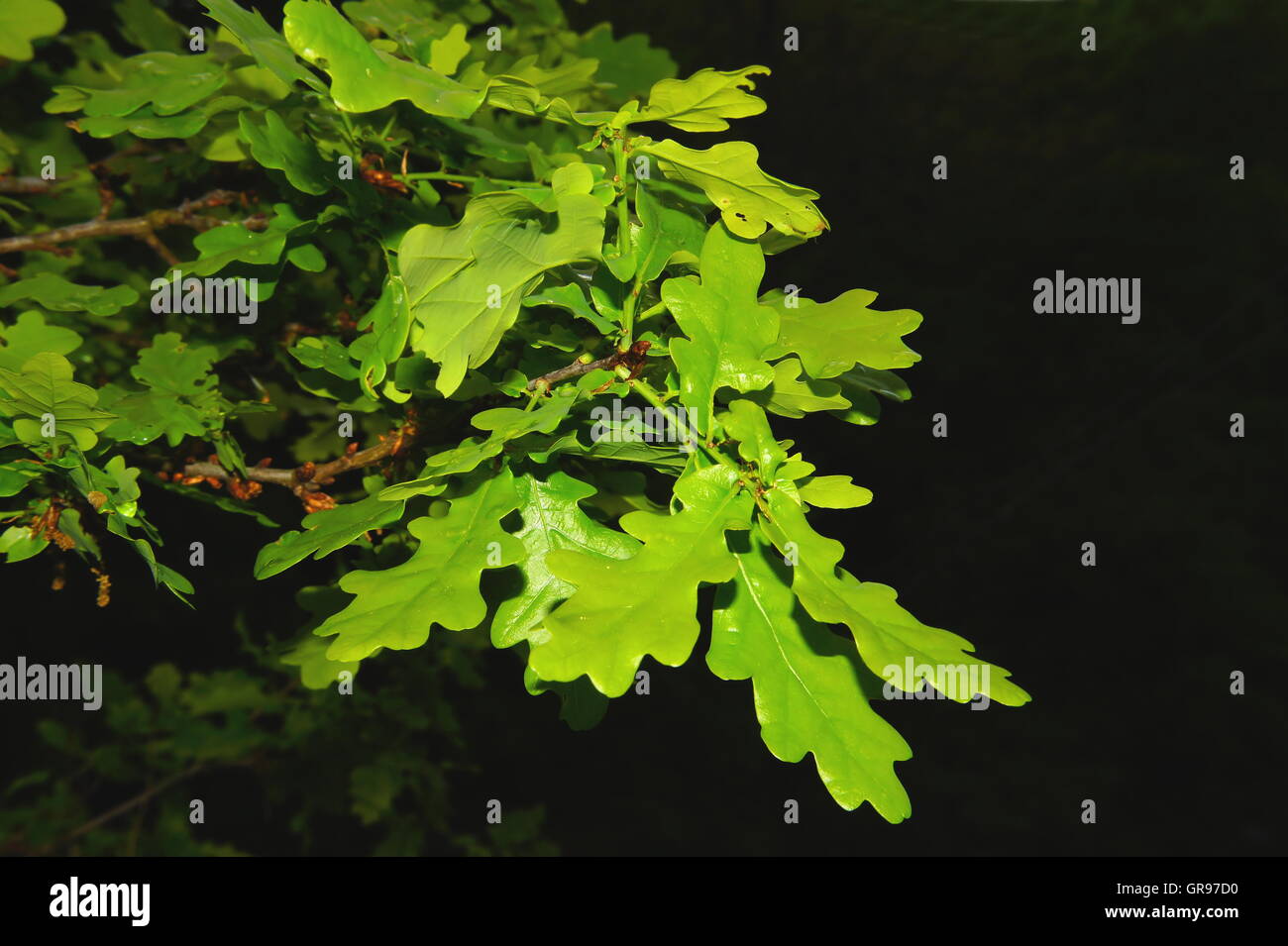 Oak leaves spring hi-res stock photography and images - Alamy