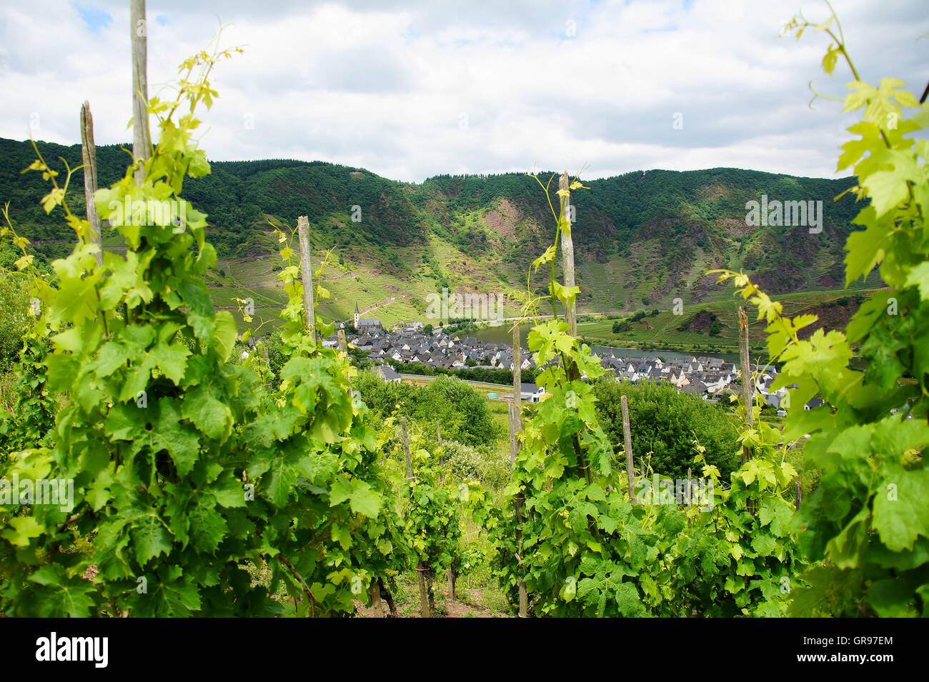 Bremm With The Steepest Vineyard In Europe, The Calmont Stock Photo - Alamy