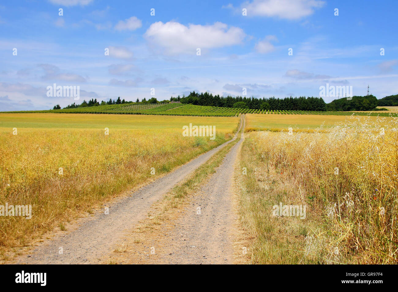 Field on the forest edge hi-res stock photography and images - Alamy