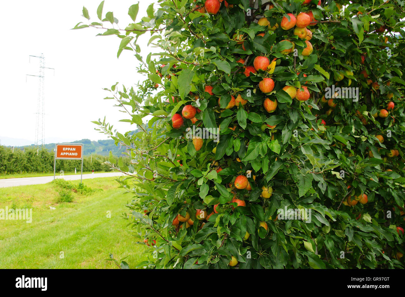 Apple Trees On The Road To Appiano In South Tyrol Stock Photo - Alamy