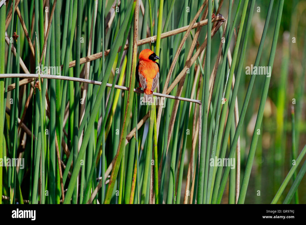 Intaka island bird sanctuary hi-res stock photography and images - Alamy