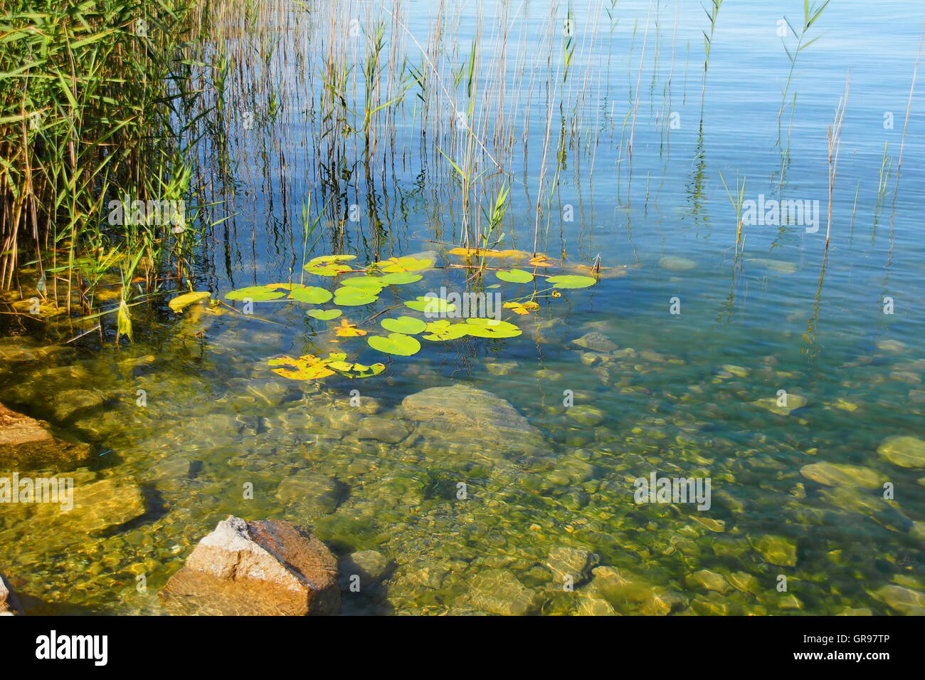 Shallow Water On The Shore Of Lake Starnberg Stock Photo - Alamy