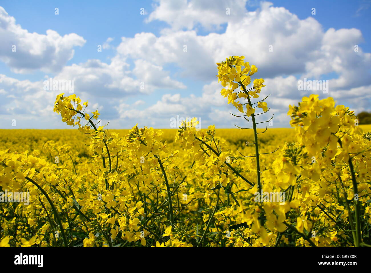 Flowering Rape Plant Macro Against Yellow Rape Field Stock Photo - Alamy