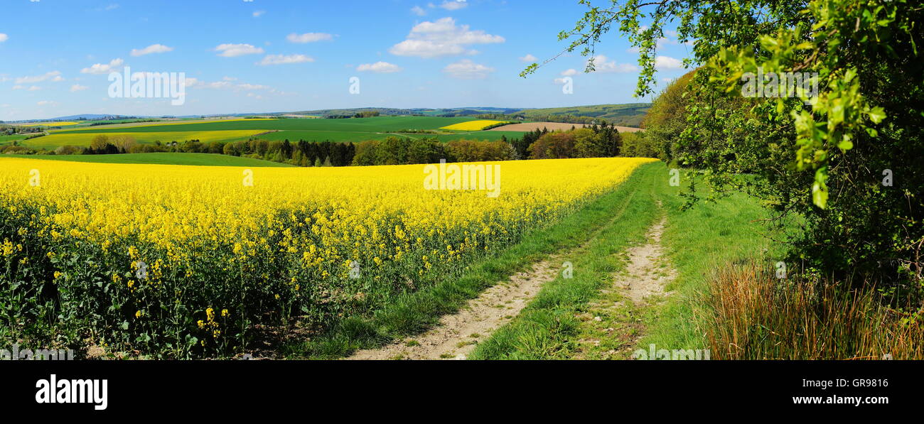 Rapeseed Field With Path, Trees And Bushes Panorama Stock Photo - Alamy