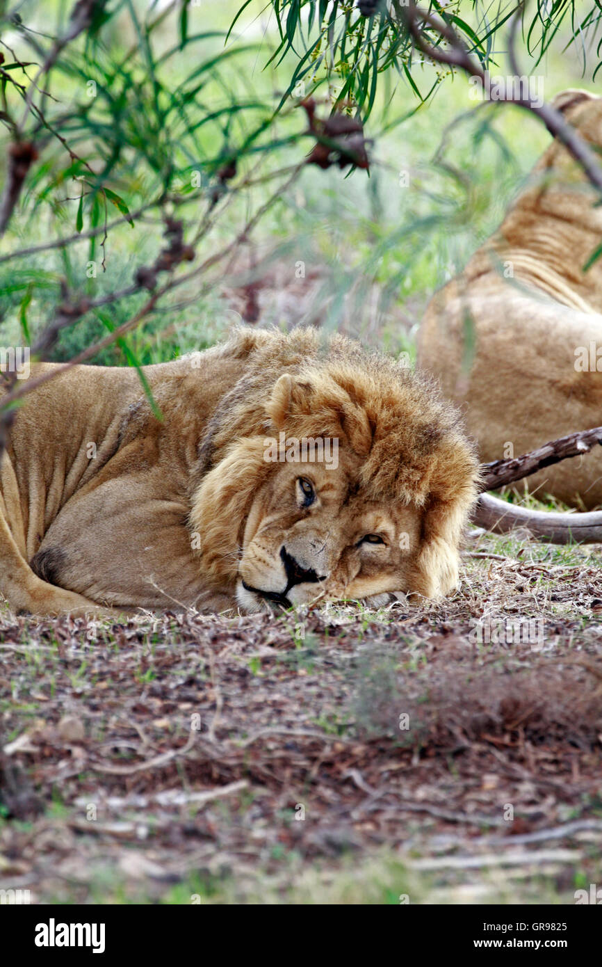 Two lions ( Panthera leo ) lying under trees in the Drakenstein Lion ...