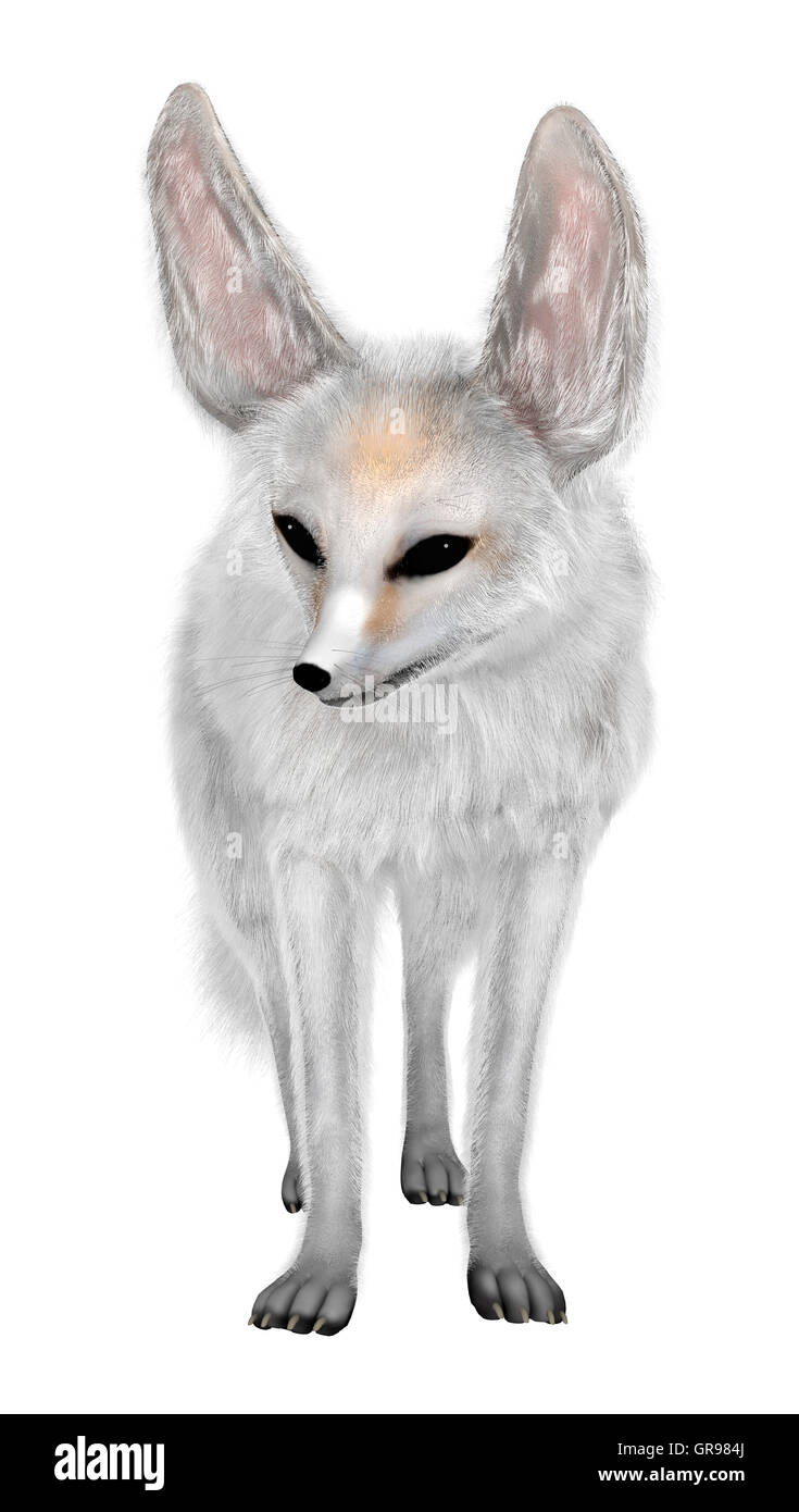 3D rendering of a fennec fox isolated on white background Stock Photo ...