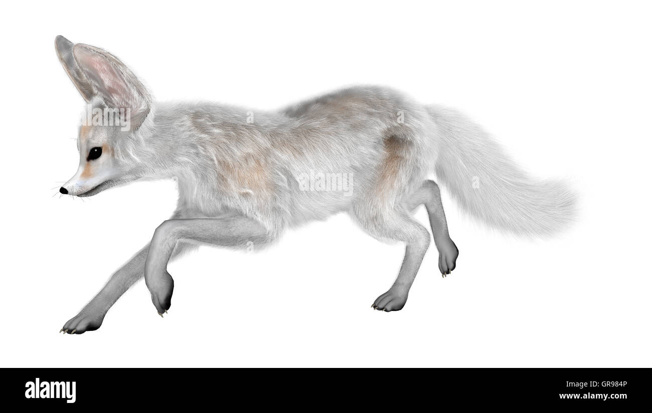 3D rendering of a fennec fox isolated on white background Stock Photo ...