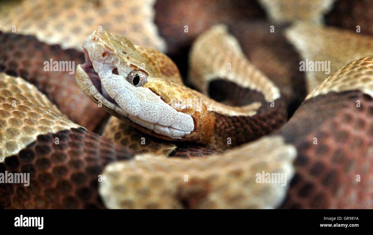 Body of the snake hi-res stock photography and images - Alamy