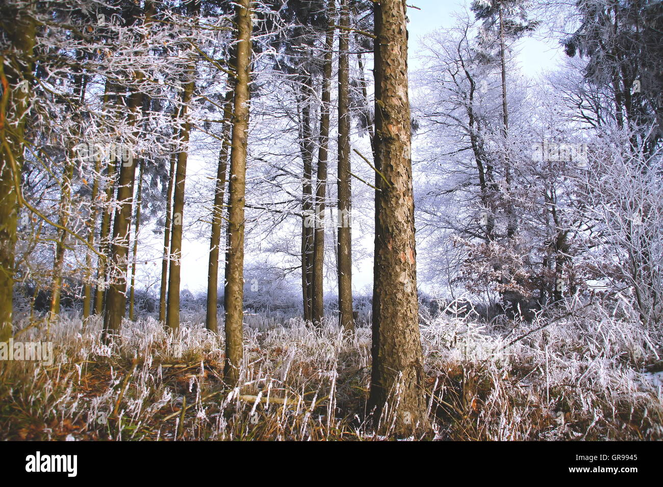 Winter Forest With Iced Plants And Trees Stock Photo - Alamy