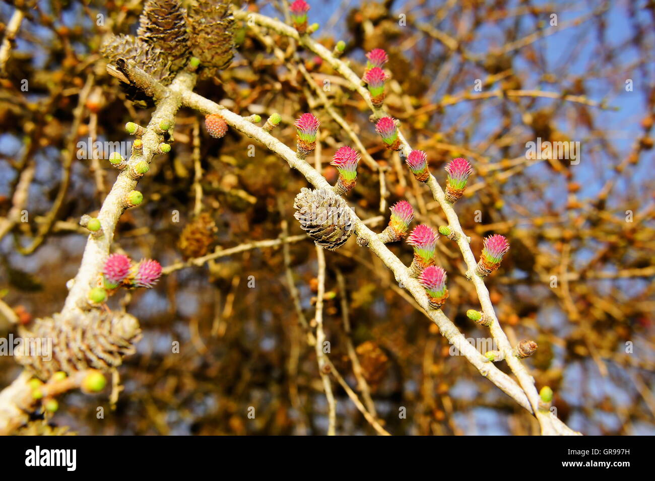 Larch branch hi-res stock photography and images - Alamy