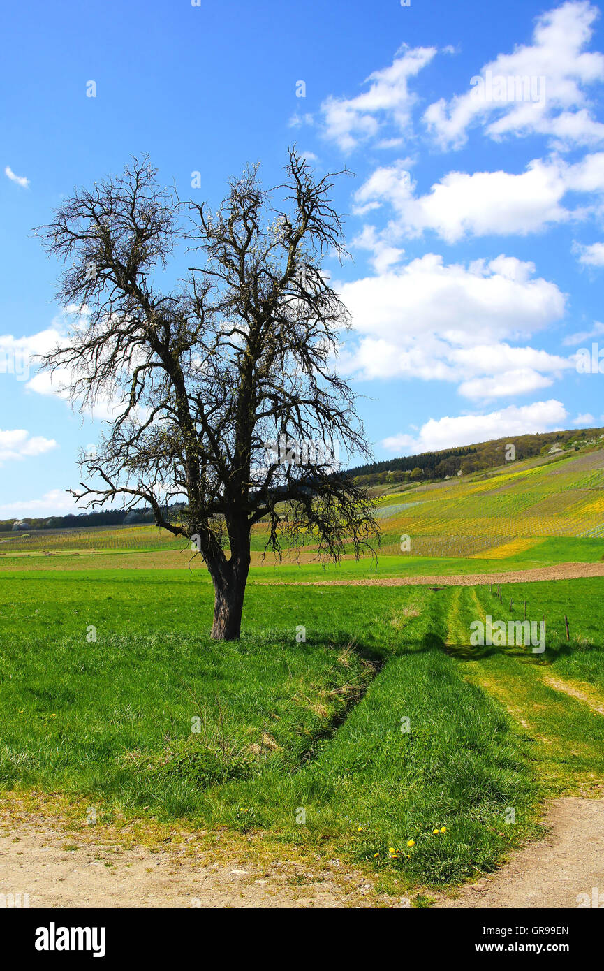 Very old pear trees hi-res stock photography and images - Alamy
