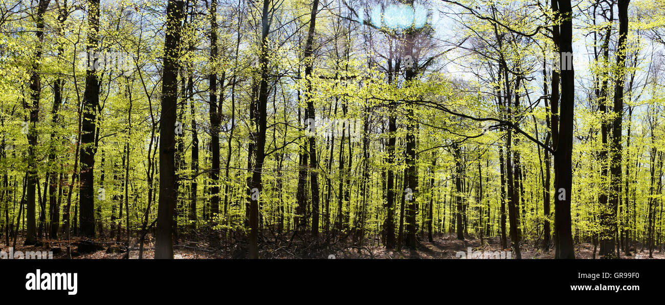 Light Green Deciduous Forest In Spring Panoramic Stock Photo - Alamy