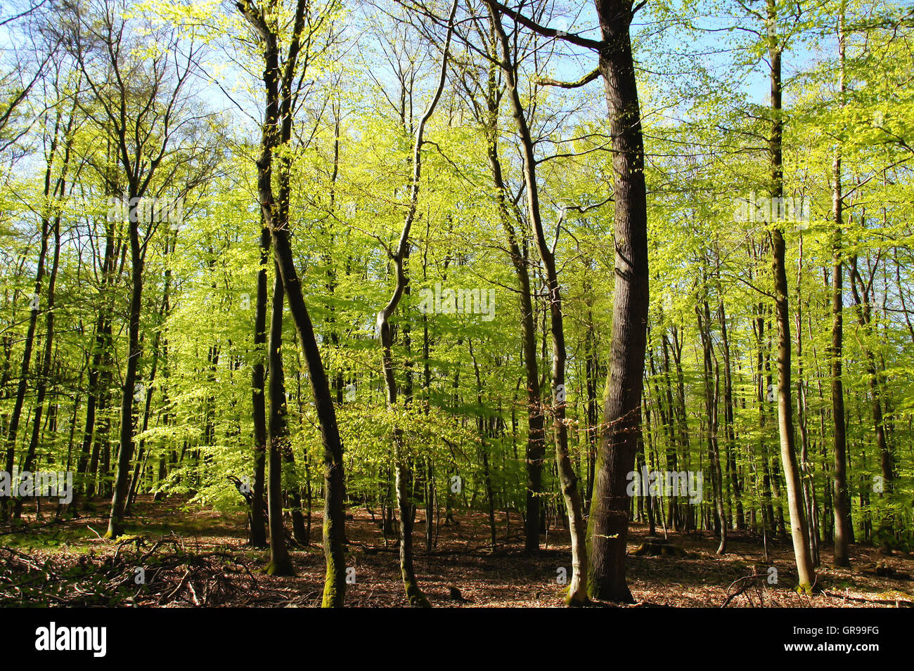 Green deciduous forest hi-res stock photography and images - Alamy