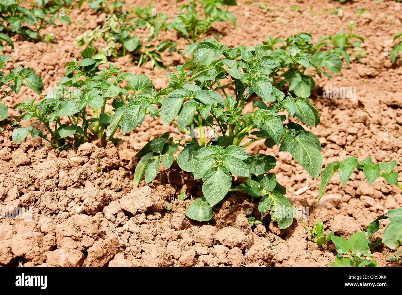 What Do Look Like Above Ground Potatoes How To Cook New Potatoes