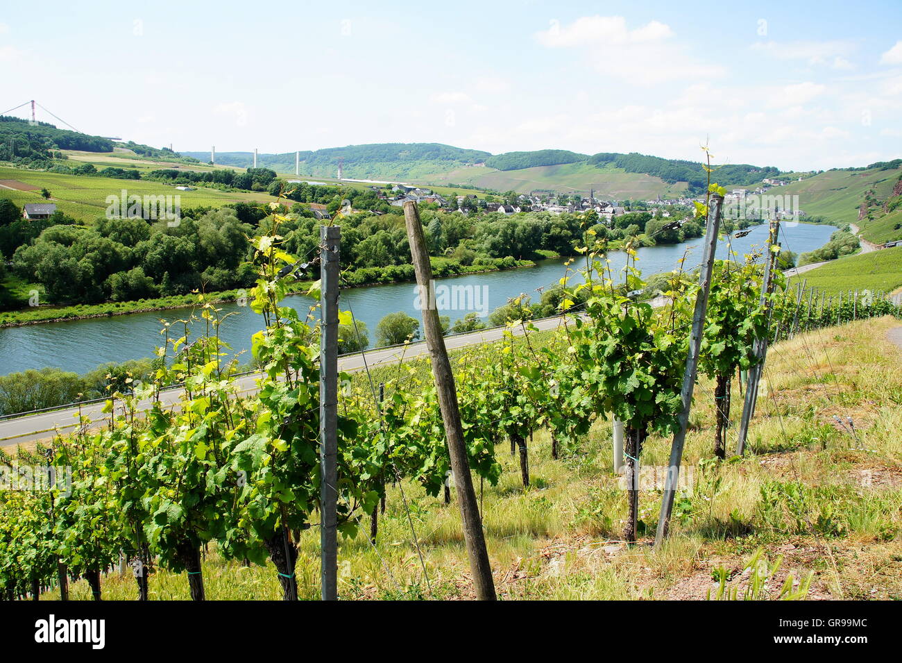 Erden And Ürzig On The Moselle With Green Vineyards Stock Photo - Alamy