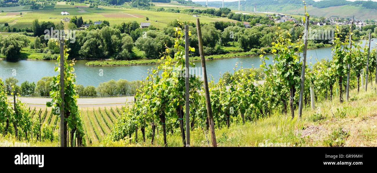 Moselle Valley With Erden On The Right Panorama In Summer Stock Photo ...