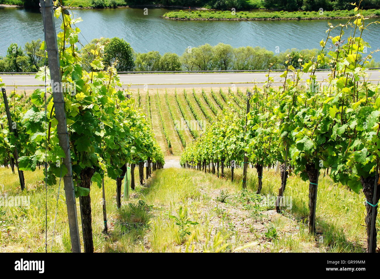 Vineyard on the slope hi-res stock photography and images - Alamy