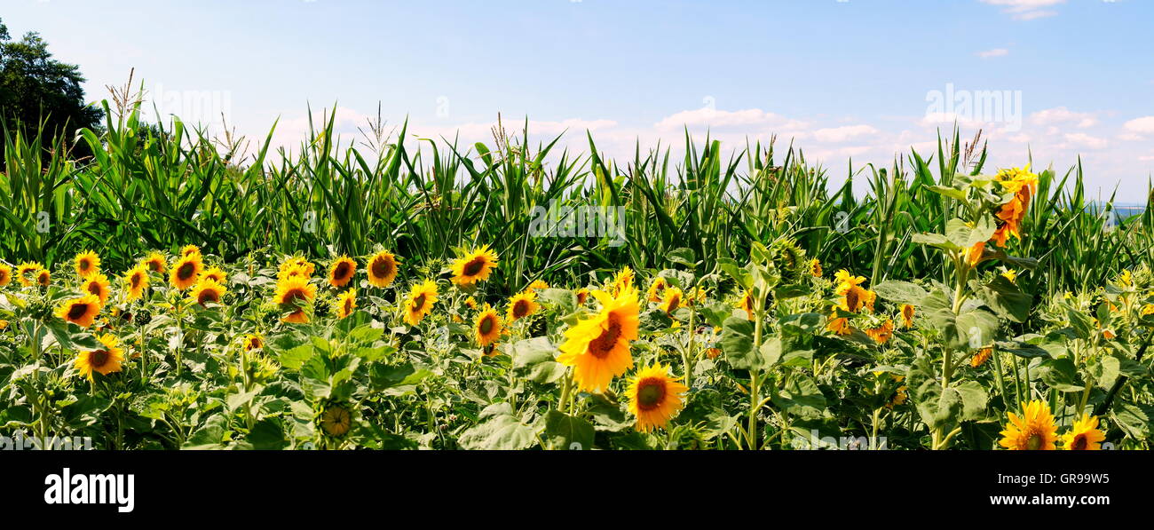 Corn Field With A Border Of Flowering Sunflowers Panorama Stock Photo ...