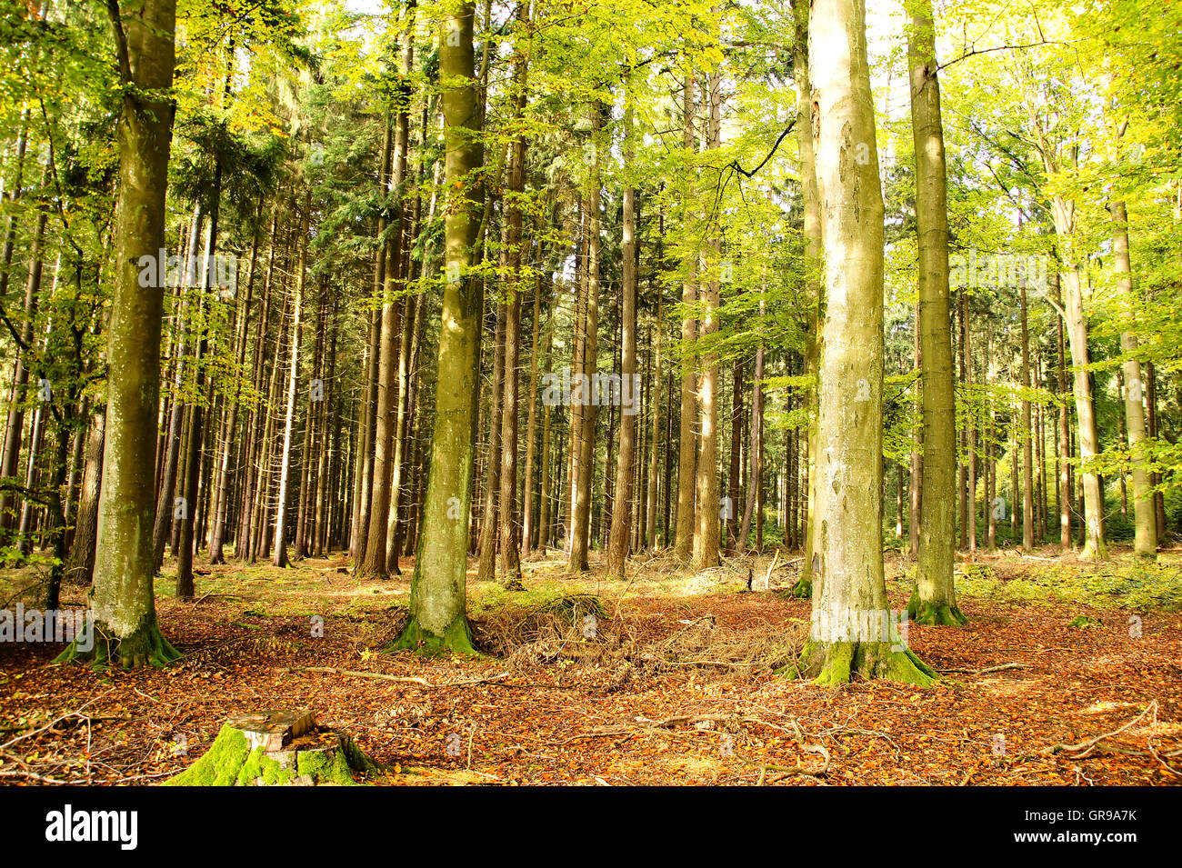 Mixed conifers hi-res stock photography and images - Alamy