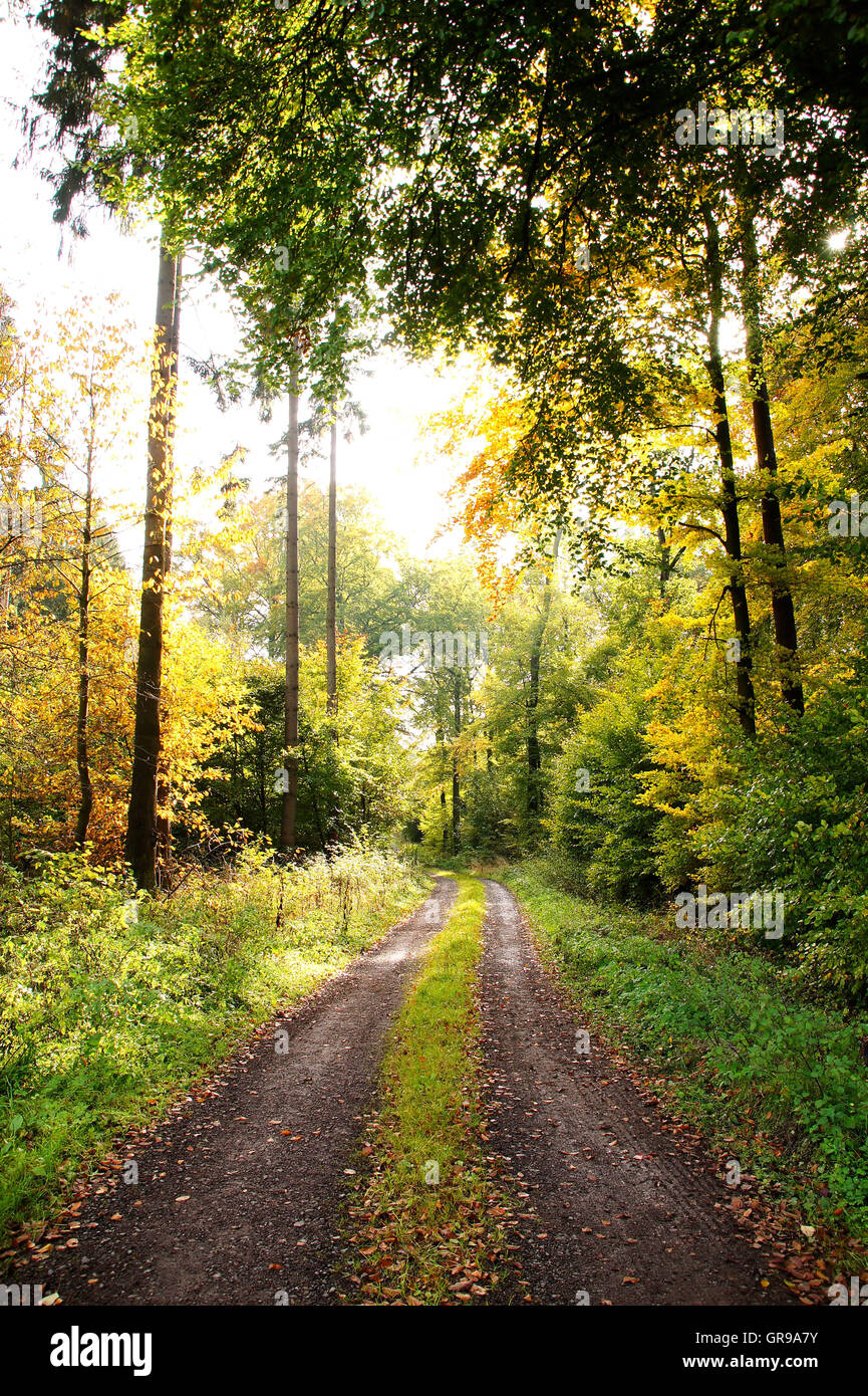 Forest Road In The Fall Between Old And Young Trees Stock Photo - Alamy