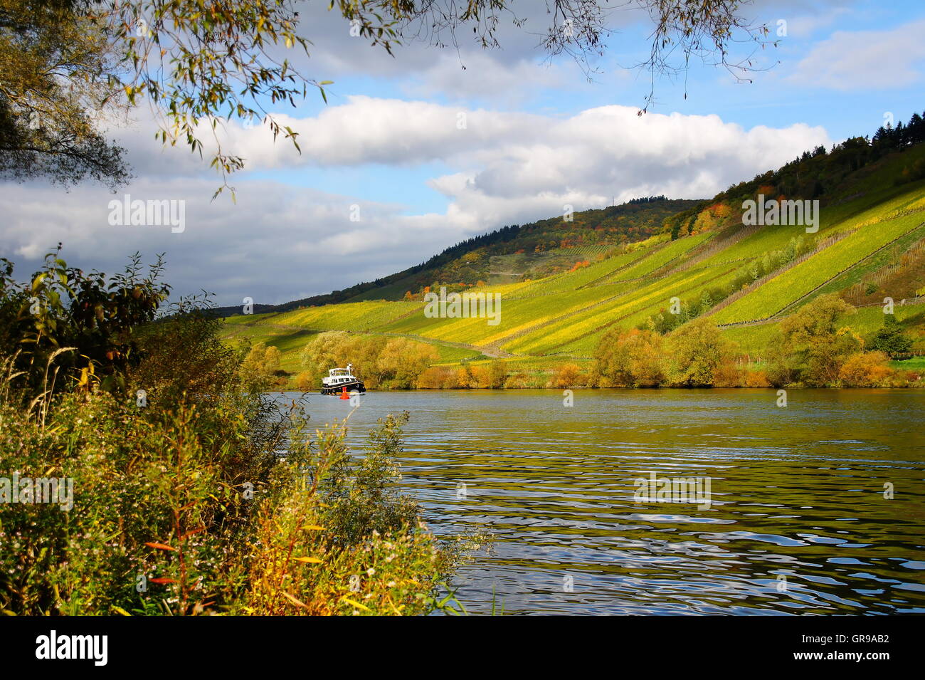 Moselle Valley Near Briedel In Autumn With The Vineyard Briedeler ...
