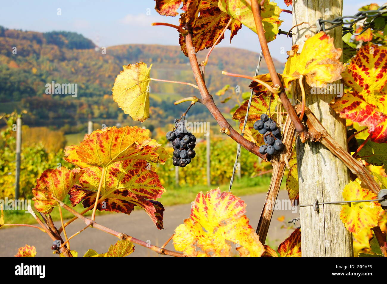 Vine With Red Thin Unusable Grapes After Harvest Stock Photo - Alamy