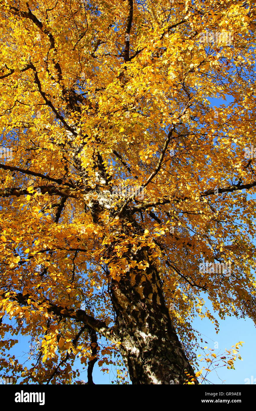 Old yellow birch hi-res stock photography and images - Alamy